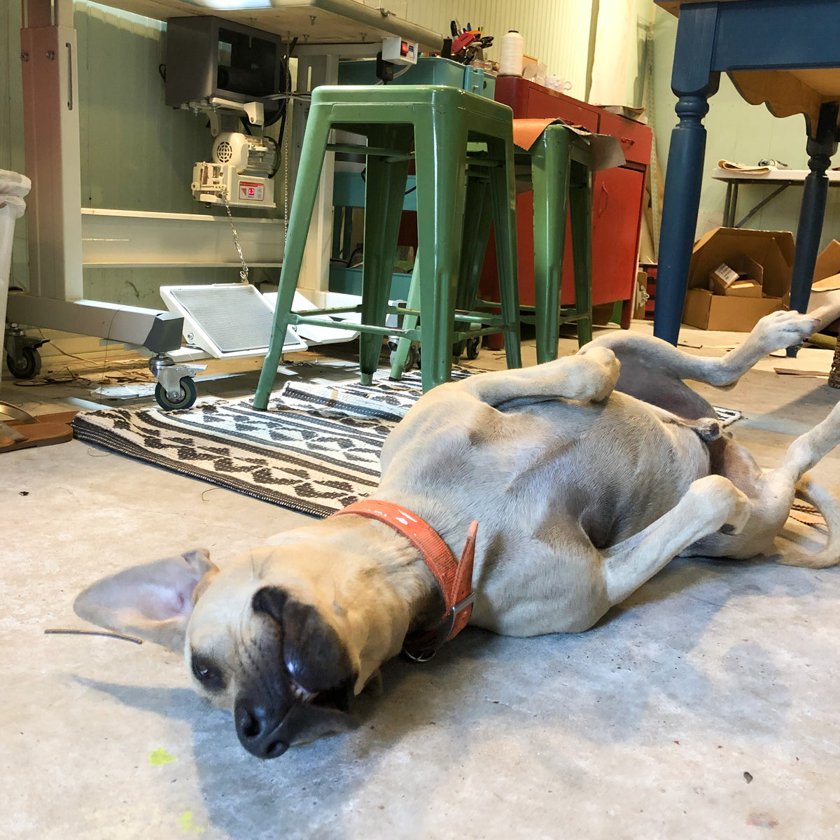 My Tribute to a Really Good Dog – IndigoLaine&Co